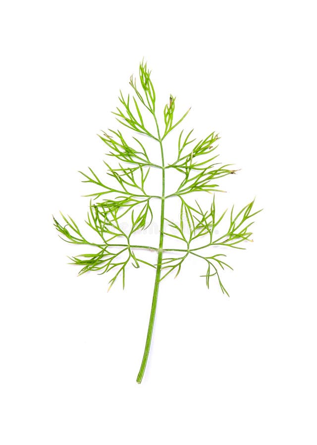 Dill leaves - Dill weed stock photo. Image of abstract - 94861816