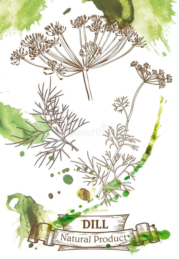 Dill leaves stock vector. Illustration of dill, labels - 51623741