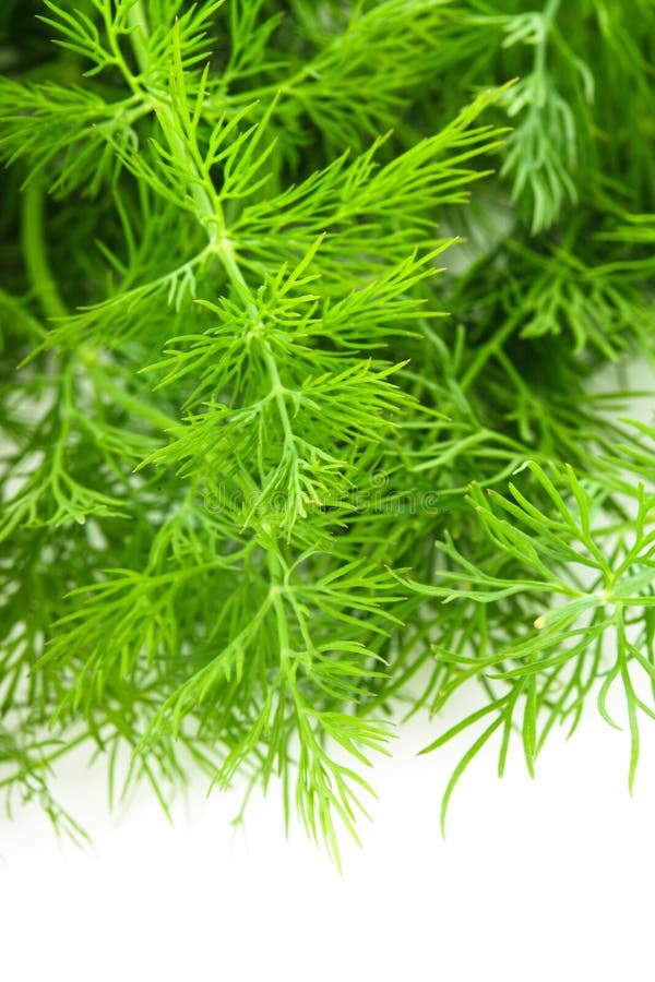 Dill lokalisiert stockbild. Bild von betrieb, frisch - 30652739