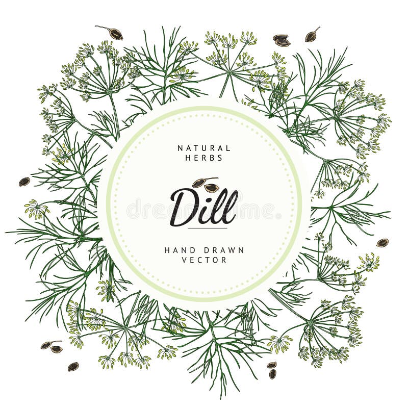 Dill Plant Banner in Shape of Circle with Space for Text, Hand Drawn ...