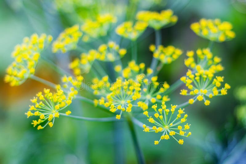 The Dill Plant is in Bloom. Focus in the Foreground Stock Image - Image ...