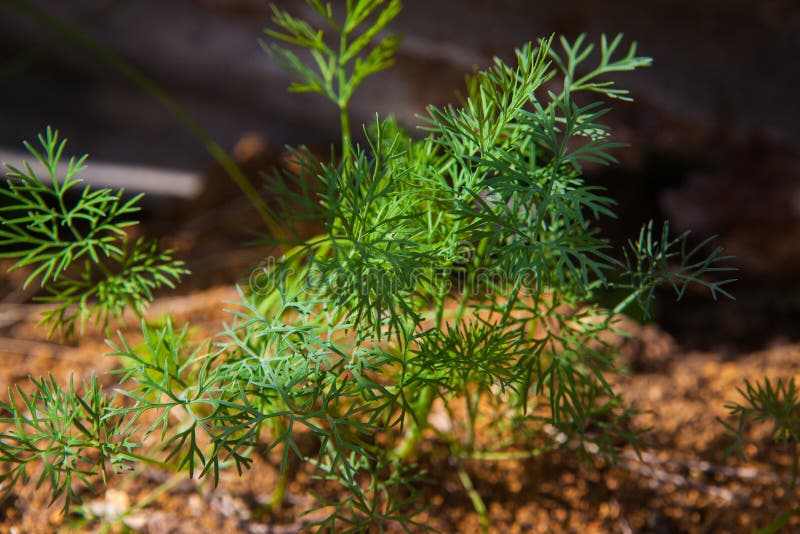 Dill plant on the farm stock image. Image of anethum - 91471945
