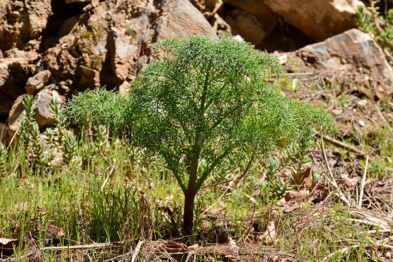 Dill plant in the field stock photo. Image of field - 245067082
