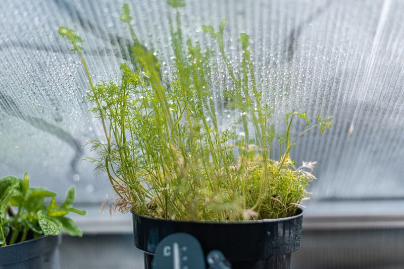 Dill Plant in a Green House.. Stock Photo - Image of spring, dill ...