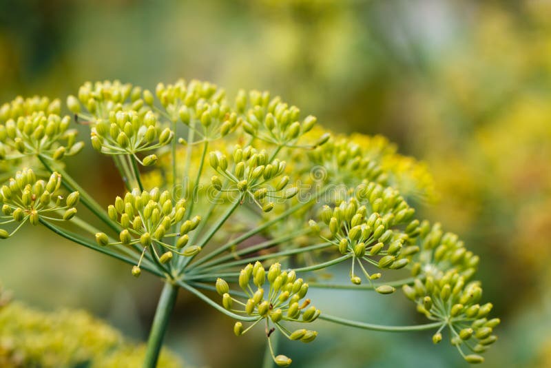 The Seeds of Bush Morning Glory Flowers Stock Photo - Image of ...