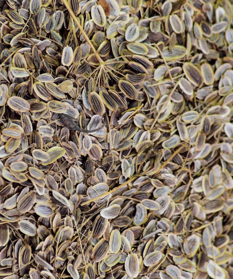 Dill Seeds. Storage for Seed Dill . Aromatic Seasoning Stock Photo ...