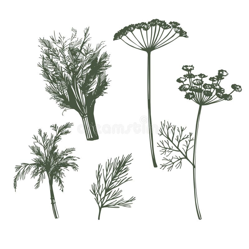 Dill Set Sketch Illustration Stock Vector Illustration Of Drawing Spicy 277922775