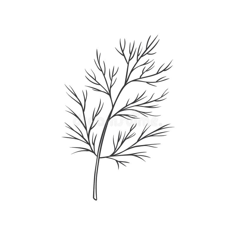 Dill silhouette icon. stock vector. Illustration of botany - 189972755