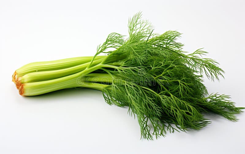 Dill Single Piece Transparently Presented Stock Image - Image of ...