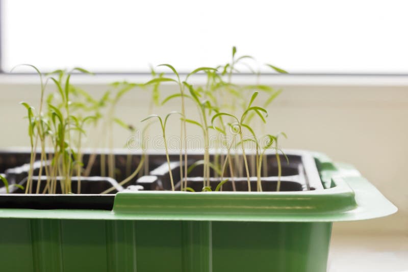 Dill sprouts in a pot. stock photo. Image of flora, green - 173593756