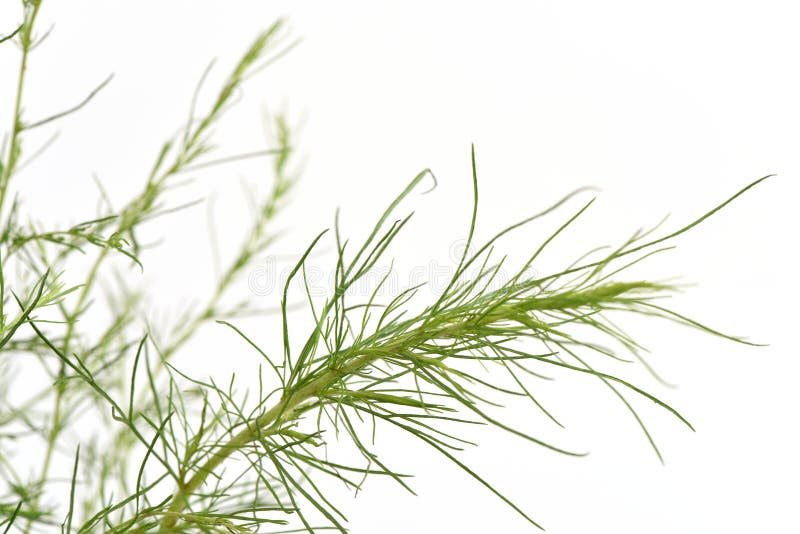 Dill tree. stock image. Image of fennel, medicinal, food - 48508097