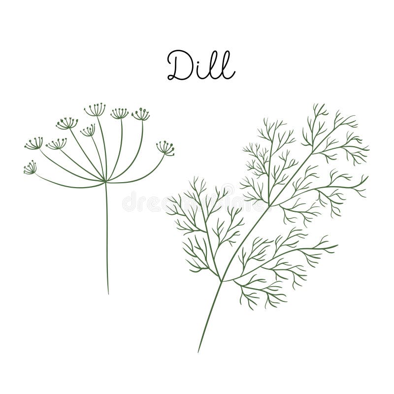 Dill Stock Illustrations – 7,700 Dill Stock Illustrations, Vectors ...