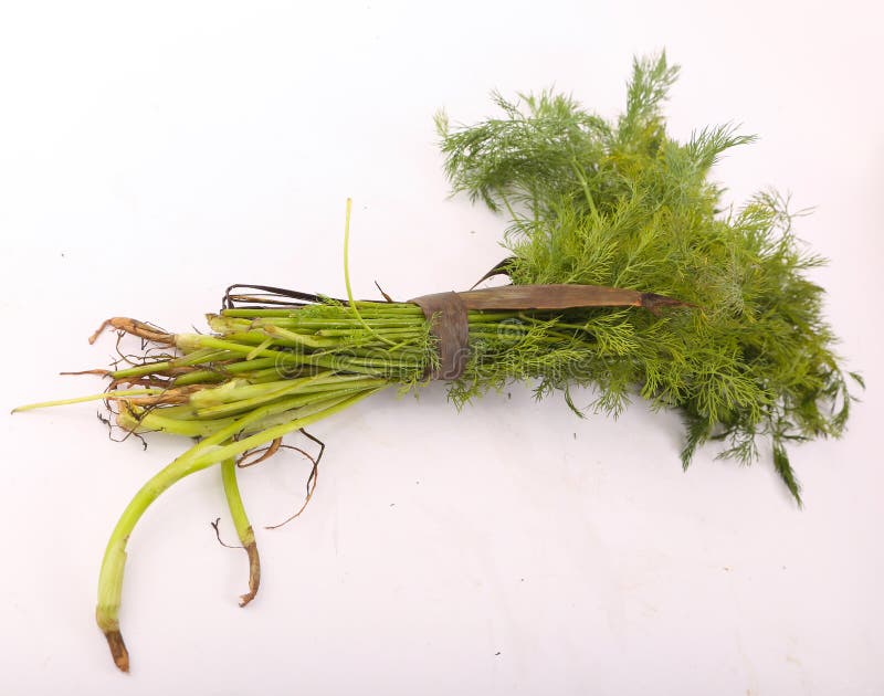 Dill vegetable stock photo. Image of dill, single, macro - 106799244