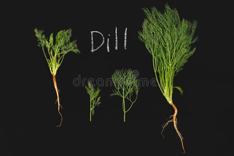 Dill Vegetable Ingredient Nature Organic Green Chopped Stock Image ...