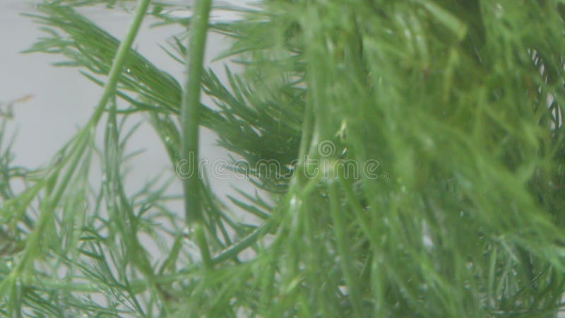 Dill in Water stock image. Image of organic, gourmet - 102741501