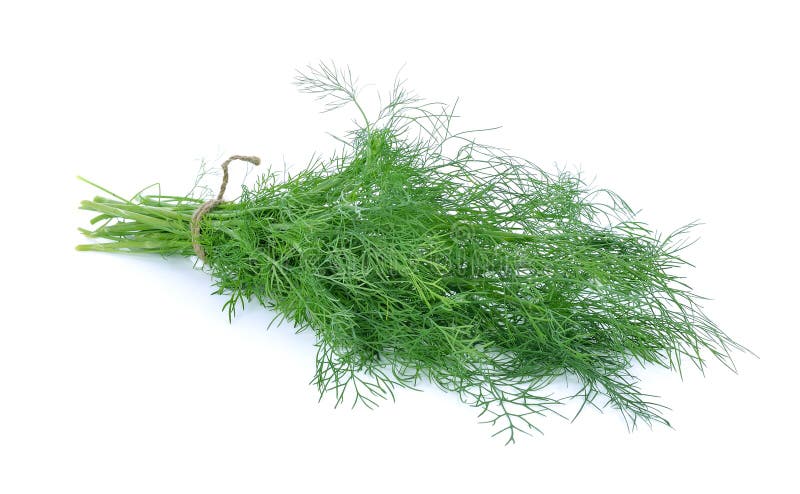 Dill Isolated on White Background Stock Image - Image of close ...