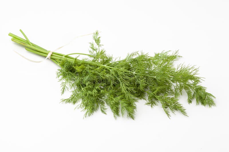 Dill on white stock photo. Image of fresh, branch, closeup - 196710026