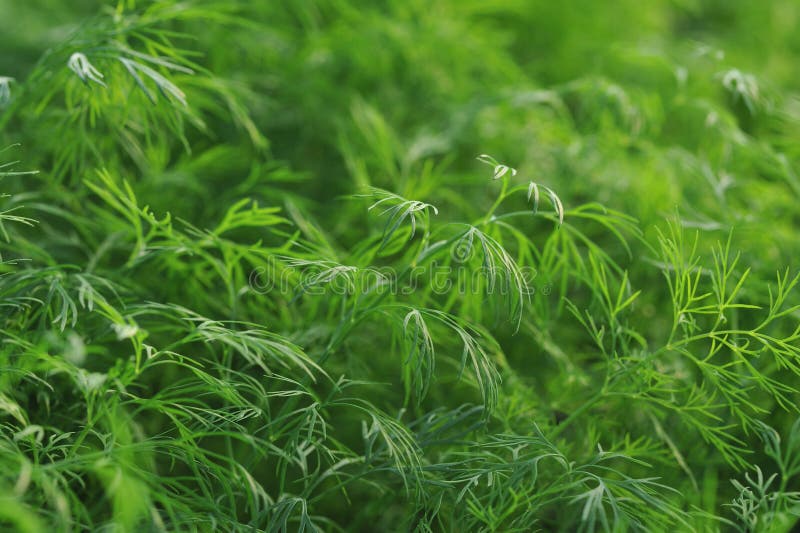 Dill stock photo. Image of ingredient, background, natural - 71111532