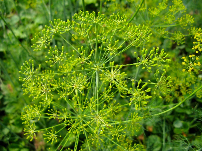 Het kweken van dille stock foto. Image of vegetatief - 16068804