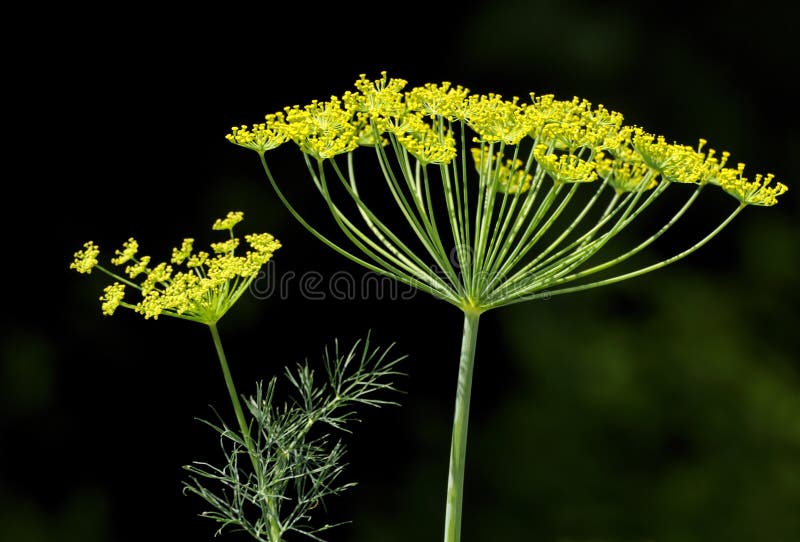 Dille stock foto. Image of tuin, kruid, nabel, installatie - 15328932