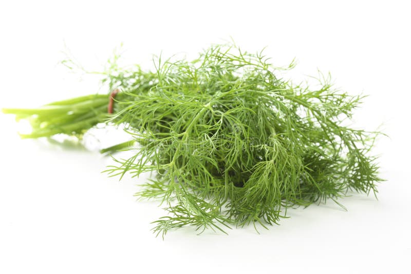Dille stock foto. Image of kruiden, ingrediënt, dille - 3988780