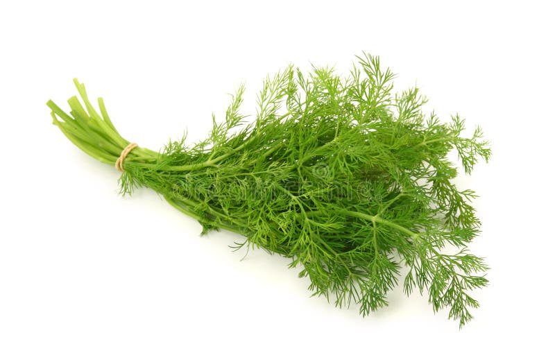 Dille stock afbeelding. Image of voedsel, schot, venkel - 8111089