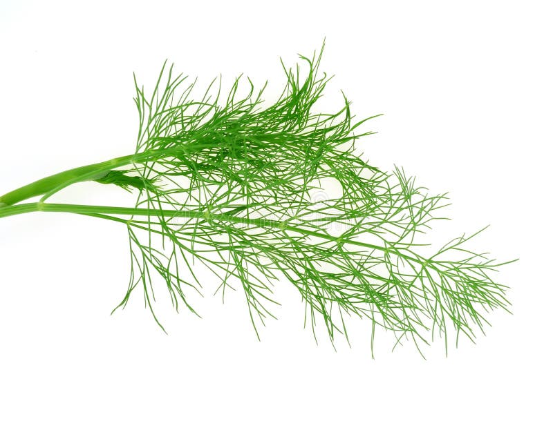 Dille stock afbeelding. Image of organisch, geur, groen - 9723645