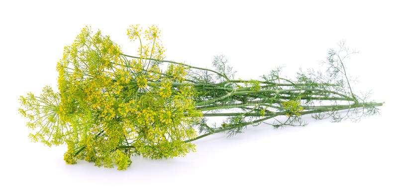 Dille op wit stock afbeelding. Image of groen, installatie - 120963867