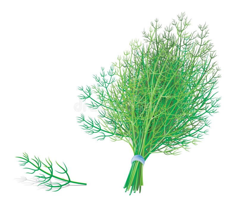 Dille of venkel vector illustratie. Illustration of gras - 21727650