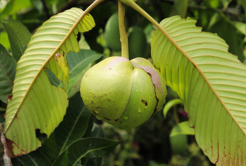 Dillenia Indica Fruit One the Tree. Elephant Apple Fruit Stock Photo ...