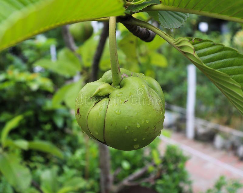 Dillenia Indica Fruit One the Tree. Elephant Apple Fruit Stock Photo ...