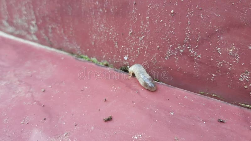 Diloboderus Abderus Larva on Red Ceramic Tile Stock Video - Video of ...