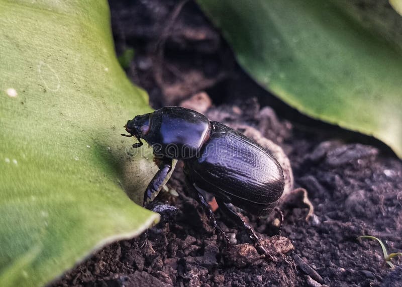 Diloboderus Abderus or Rhino Beetle Crawls on the Ground Stock Photo ...