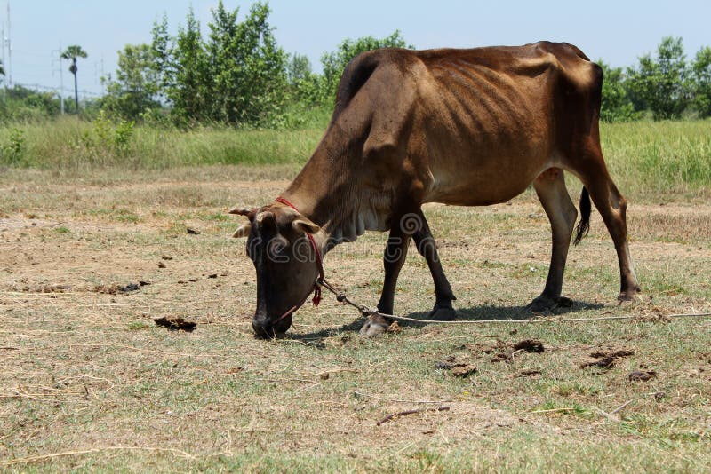 Dilua a vaca marrom foto de stock. Imagem de exterior - 24335250