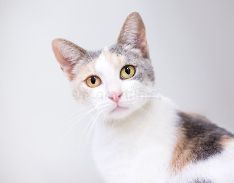 A Dilute Calico Shorthair Cat Stock Image - Image of feline, look ... A Dilute Calico Shorthair Cat Stock Image - Image of feline, look ...