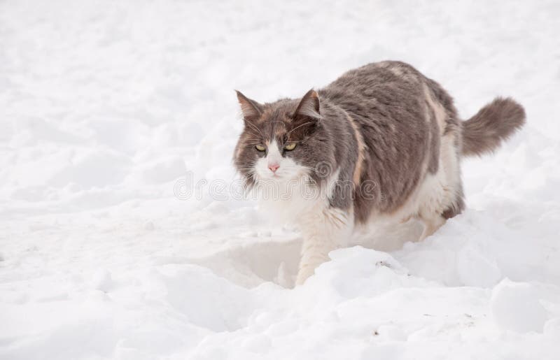 Diluted Calico Cat Walking in Deep Snow Stock Image - Image of serious ...