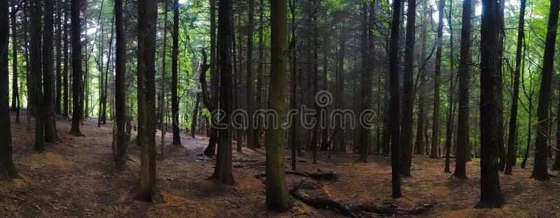 Dim Forest Background Image. Stock Photo - Image of green, forest ...