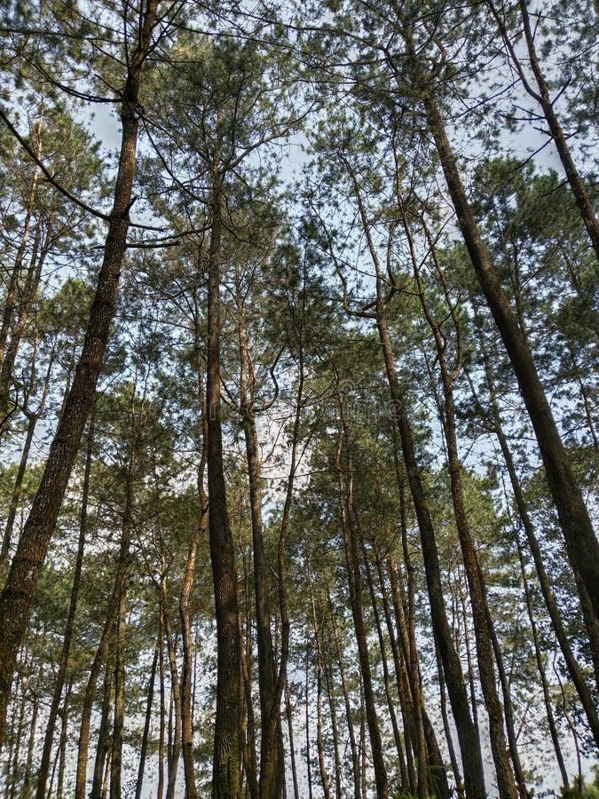 Pohon hijau green wood stock image. Image of pohon, forest - 277879899