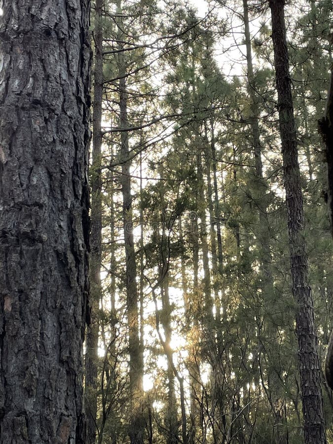 Dim Light of Sunset in the Magical Forest of Pine Trees Stock Photo ...