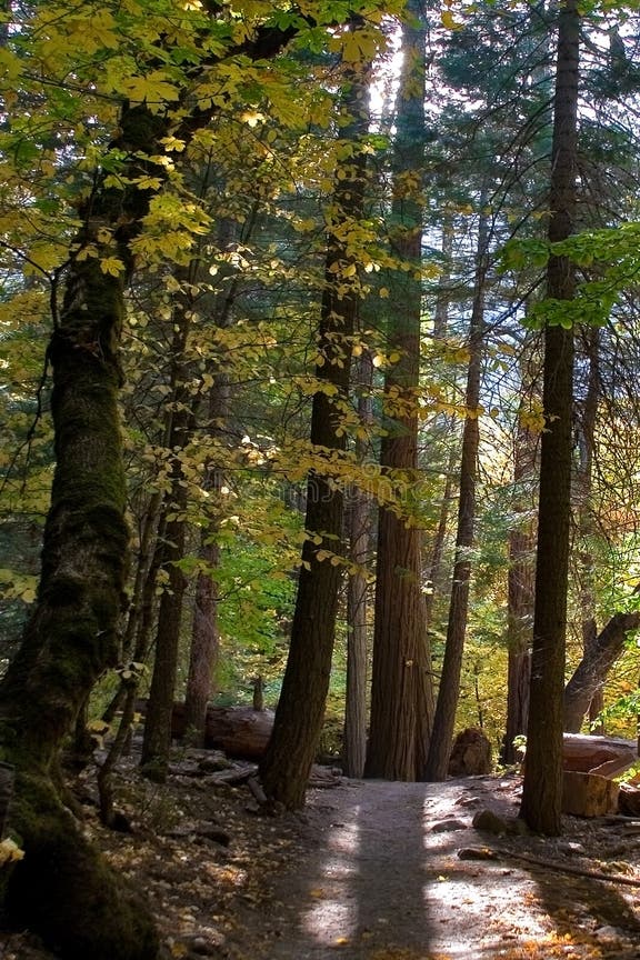 Dim sun stock image. Image of trunks, green, landscape - 192773837