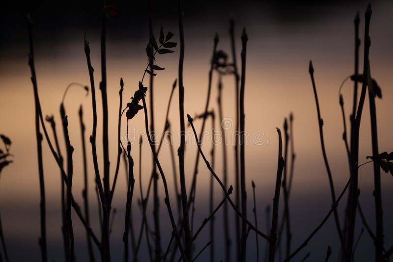 Dim sunset stock photo. Image of grass, blades, landscape - 52666636