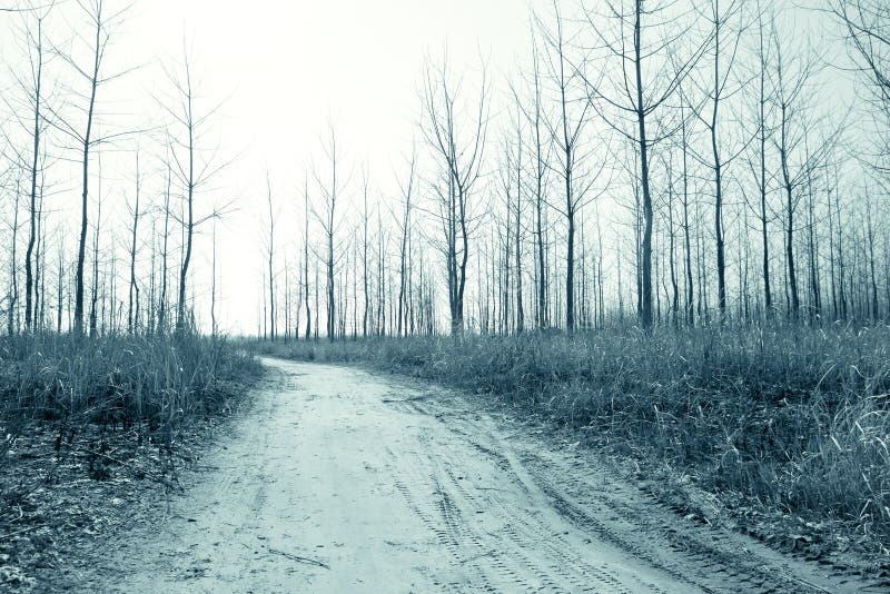 Dim woods stock image. Image of sunlight, autumn, nature - 17618249