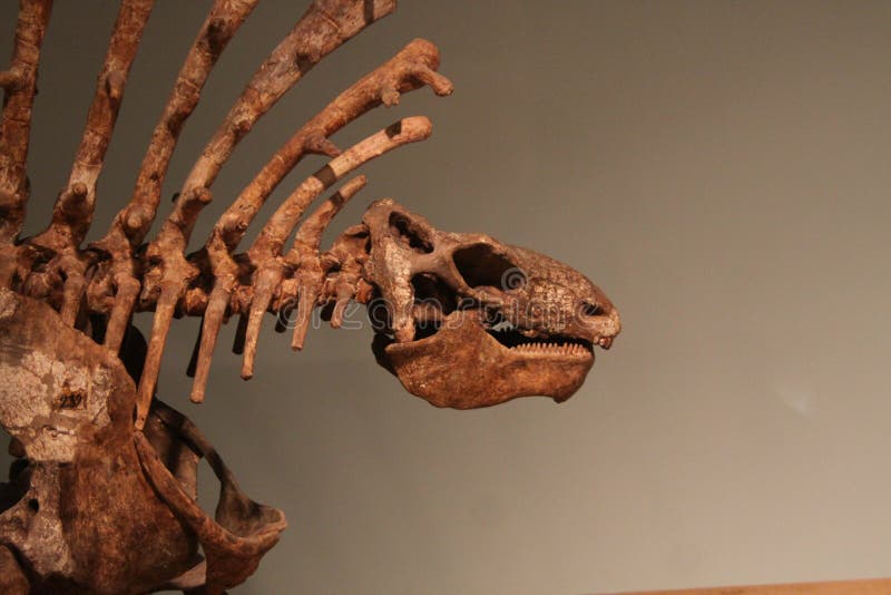 Dicynodont editorial stock photo. Image of triassic, bone - 19038388