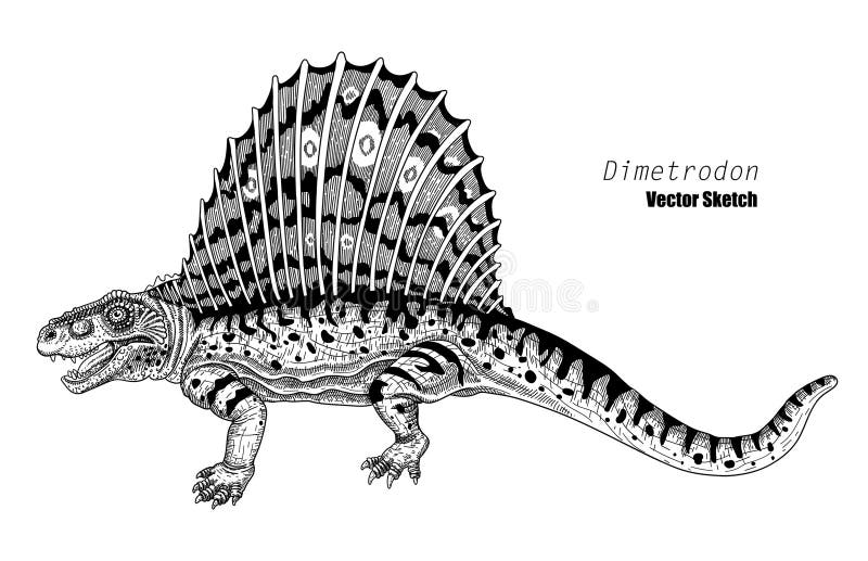 Dimetrodon. Dinosaur Sketch Drawing. Stock Vector - Illustration of ...