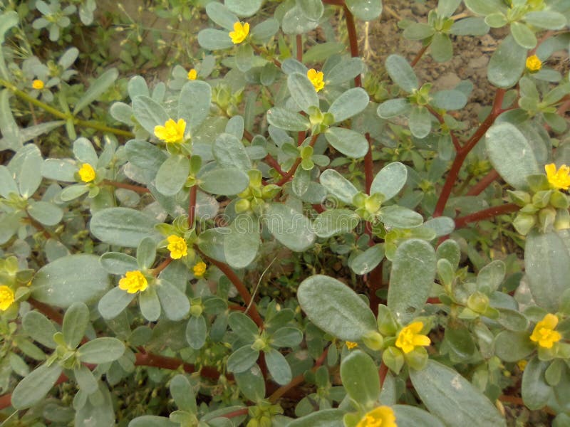 Dimi Flower Stock Photos - Free & Royalty-Free Stock Photos from Dreamstime