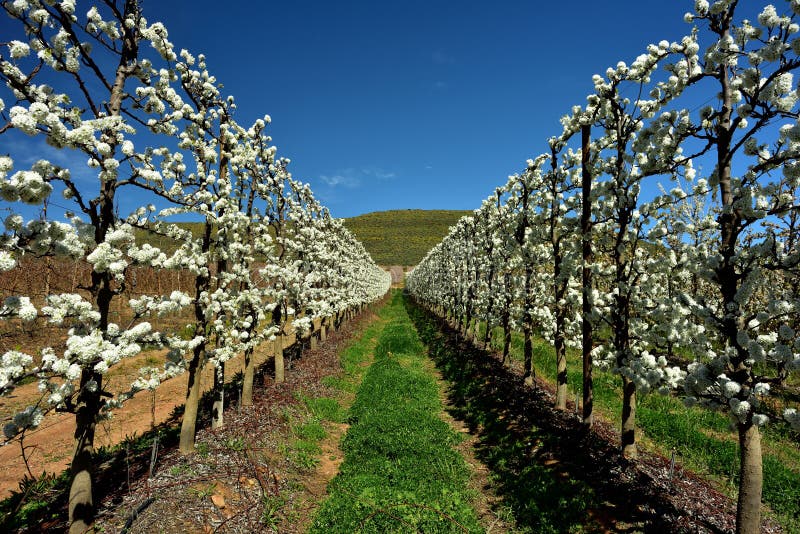 Diminishing Perspective of White Ruby Star Plum Blossoms Stock Image ...