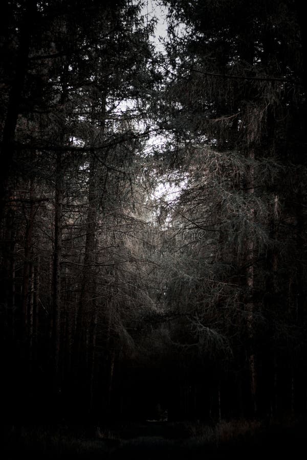 Dimly Lit Forest with a Pathway Winding through Tall Tree Trunks and ...