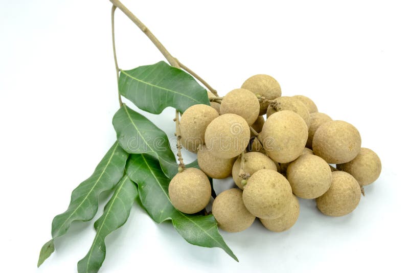 Dimocarpus, Longan on Background Stock Photo - Image of foliage ...