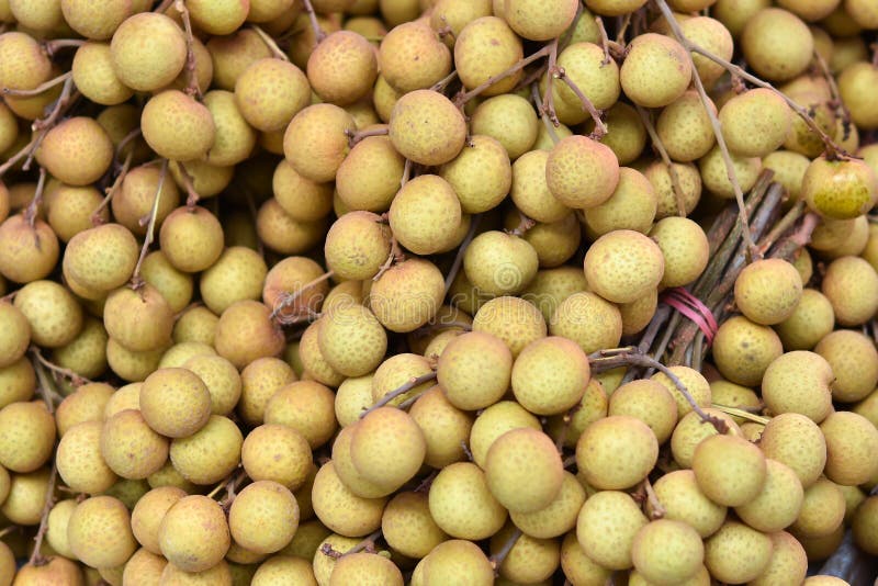 Dimocarpus longan fresh stock image. Image of longan - 116800029