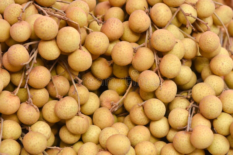 Dimocarpus longan fresh stock photo. Image of food, black - 116800056